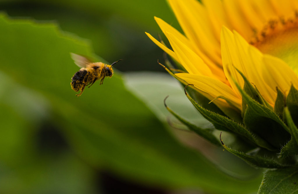 Rick Miller - Pollen Patrol - Nancy Merkling Photography + Workshops ...